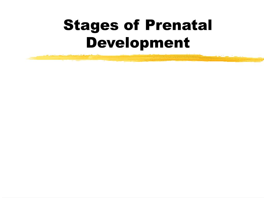 PPT - Stages of Prenatal Development PowerPoint Presentation, free ...