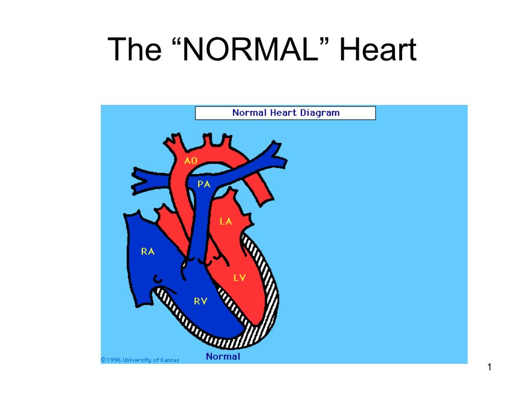 PPT - The “NORMAL” Heart PowerPoint Presentation, free download - ID ...