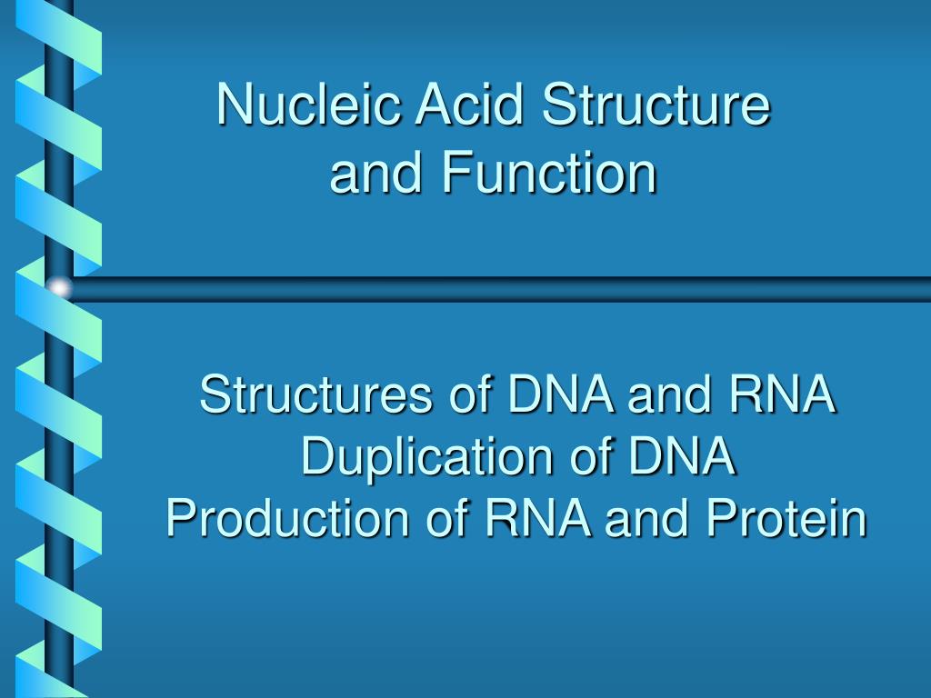 PPT - Understanding Nucleic Acid Structure, Function, and the Processes ...