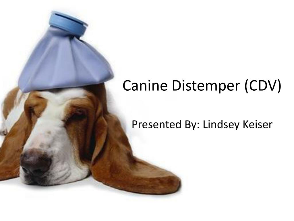 PPT - Canine Distemper (CDV) PowerPoint Presentation, free download ...
