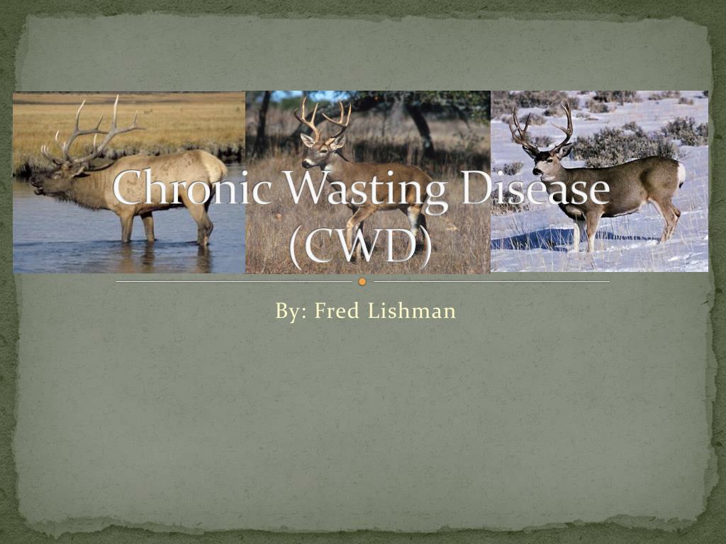 PPT - Chronic Wasting Disease (CWD) PowerPoint Presentation, free ...