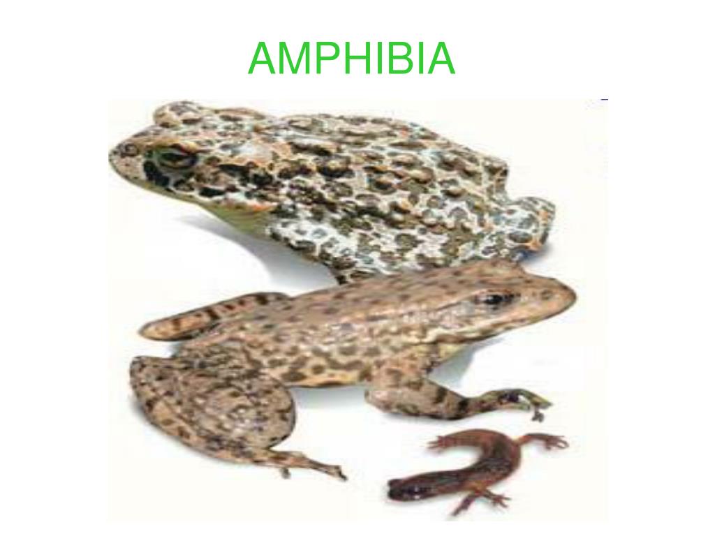 PPT - AMPHIBIA PowerPoint Presentation, free download - ID:6707983