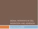 PPT - Cell Migration PowerPoint Presentation, free download - ID:746755