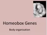 PPT - Homeobox Genes PowerPoint Presentation, free download - ID:2382057