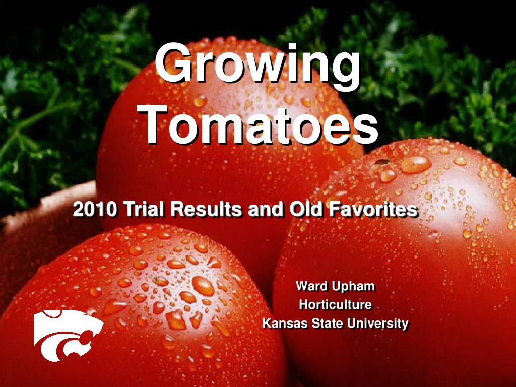 PPT - Growing Tomatoes PowerPoint Presentation, free download - ID:6715046