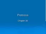 PPT - The Protozoa PowerPoint Presentation, free download - ID:1355515