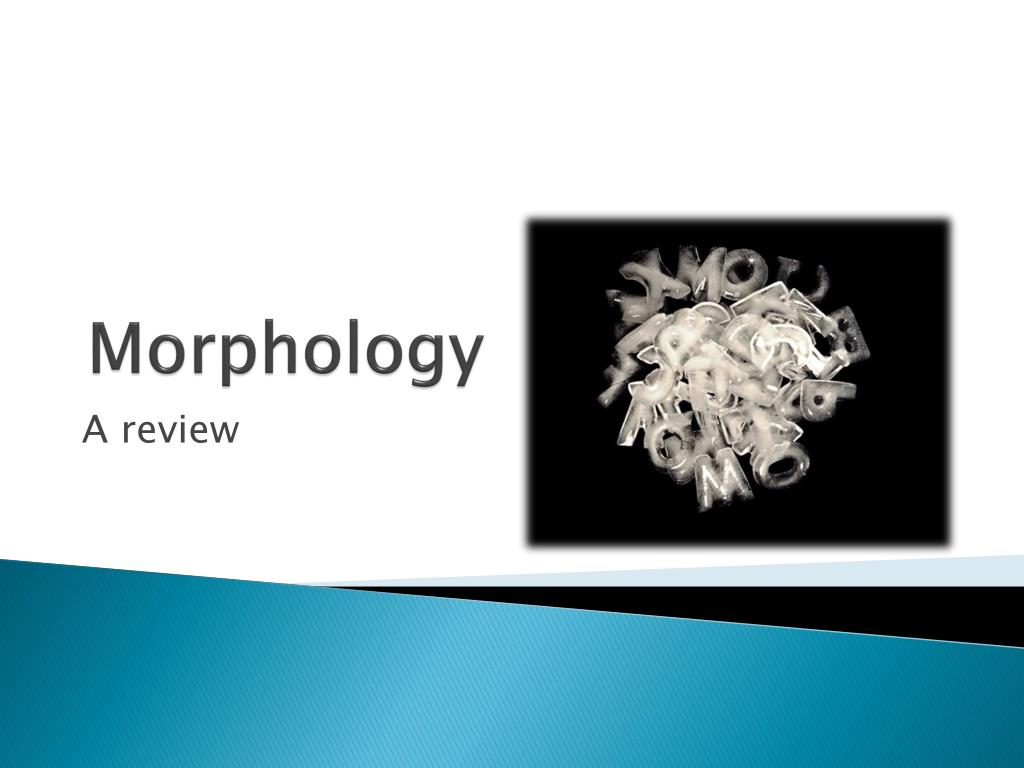 PPT - Morphology PowerPoint Presentation, free download - ID:6721753