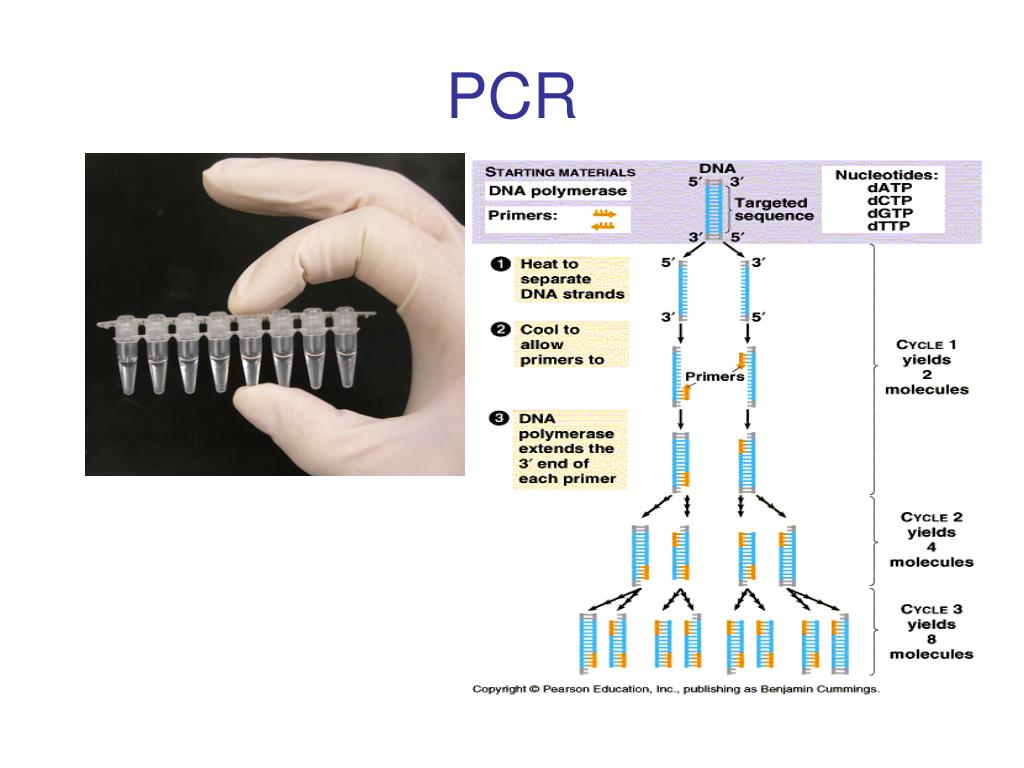 PPT - PCR PowerPoint Presentation, free download - ID:6723145