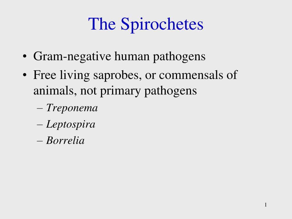 PPT - The Spirochetes PowerPoint Presentation, free download - ID:6733928