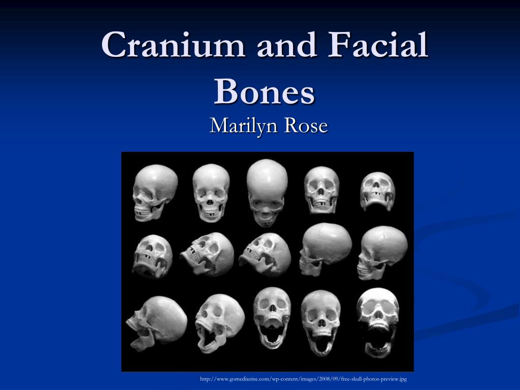 PPT - Cranium and Facial Bones PowerPoint Presentation, free download ...