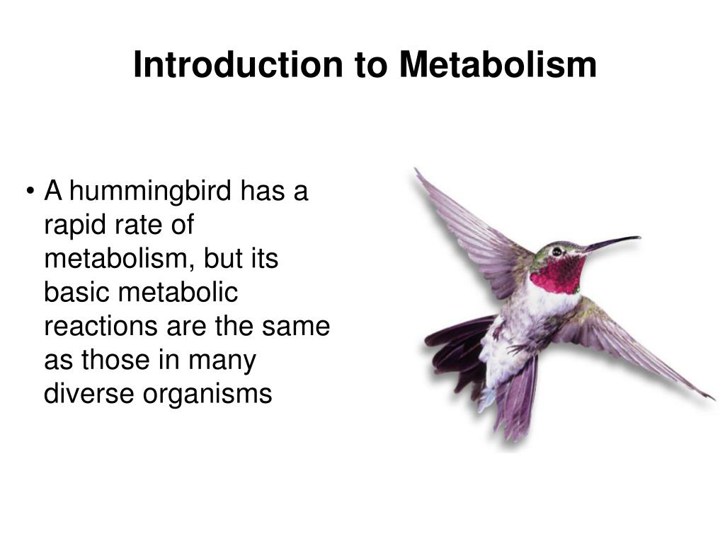 PPT - Introduction to Metabolism PowerPoint Presentation, free download ...