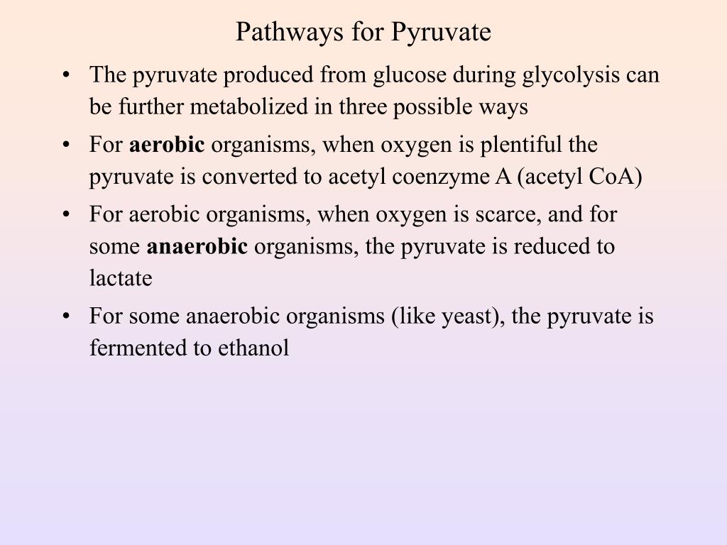 PPT - Pathways for Pyruvate PowerPoint Presentation, free download - ID ...