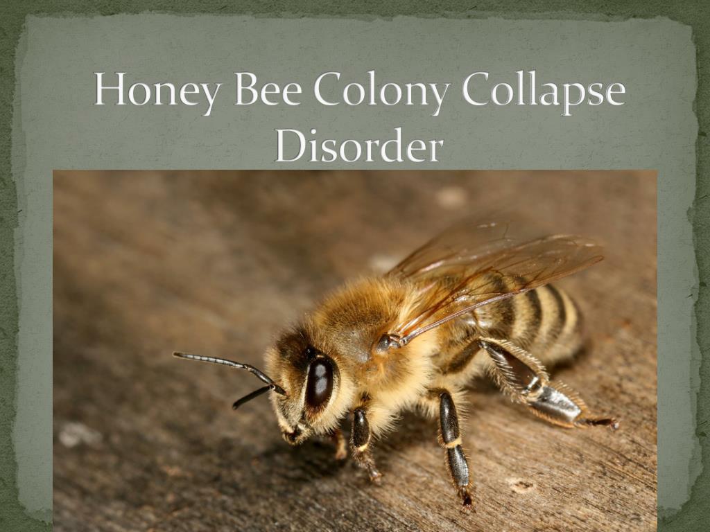 PPT - Honey Bee Colony Collapse Disorder PowerPoint Presentation, free ...
