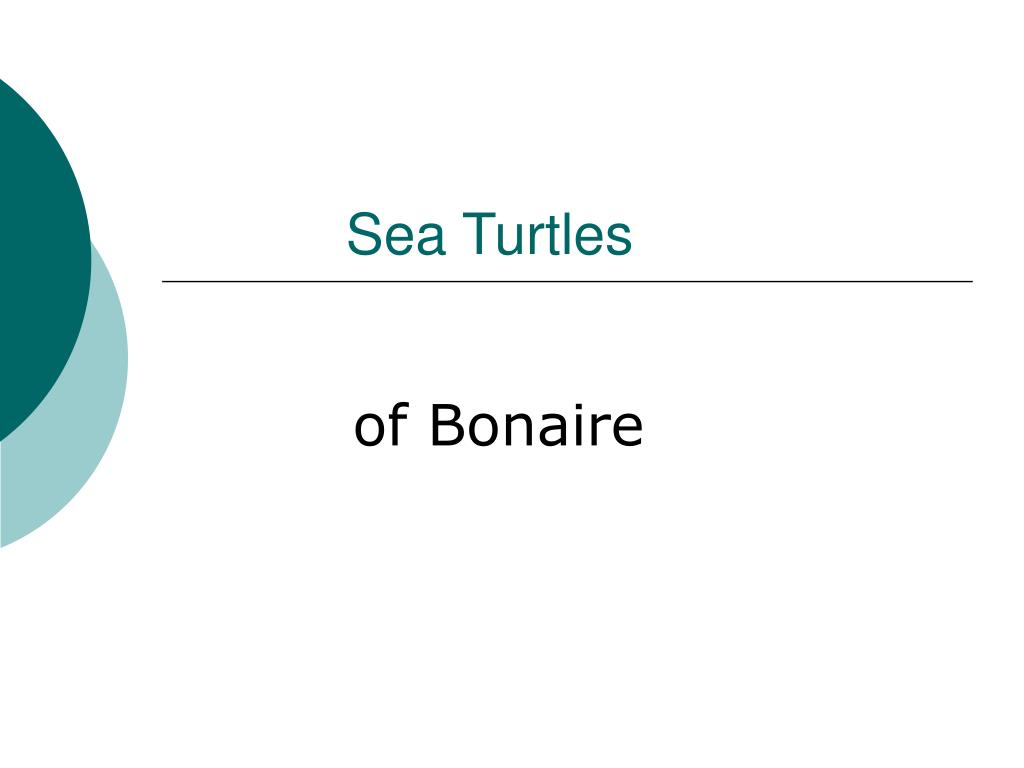 PPT - Sea Turtles PowerPoint Presentation, free download - ID:6737231