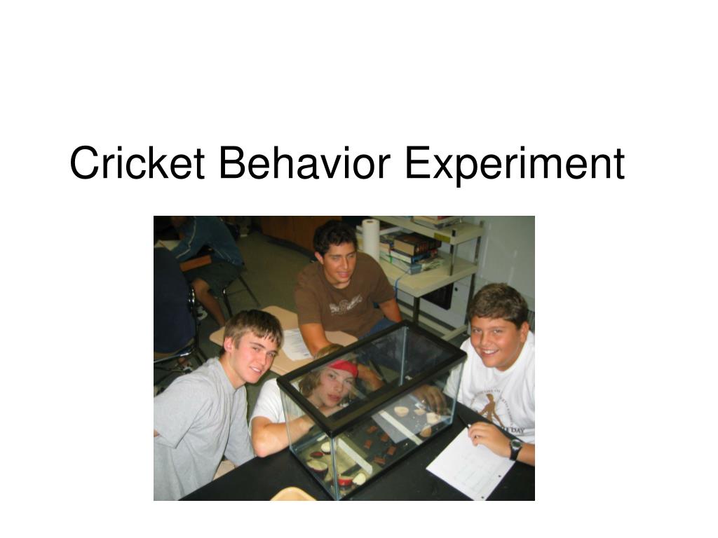 PPT - Cricket Behavior Experiment PowerPoint Presentation, free ...