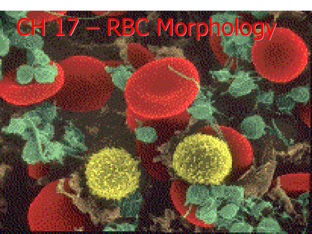 PPT - CH 17 – RBC Morphology PowerPoint Presentation, free download ...