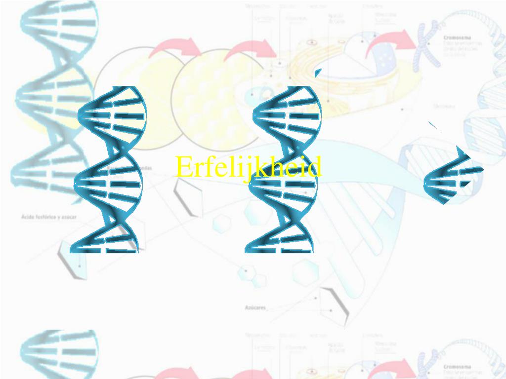 PPT - Erfelijkheid PowerPoint Presentation, free download - ID:6743918