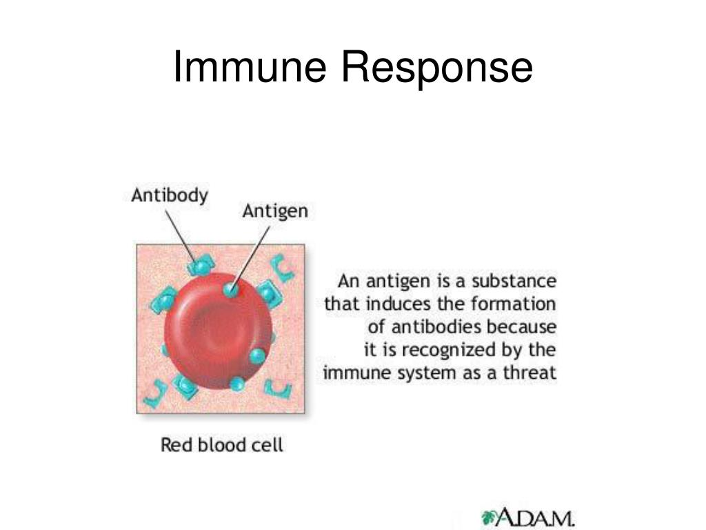 PPT - Immune Response PowerPoint Presentation, free download - ID:6745182