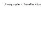 PPT - RENAL SYSTEM PowerPoint Presentation, free download - ID:9548883