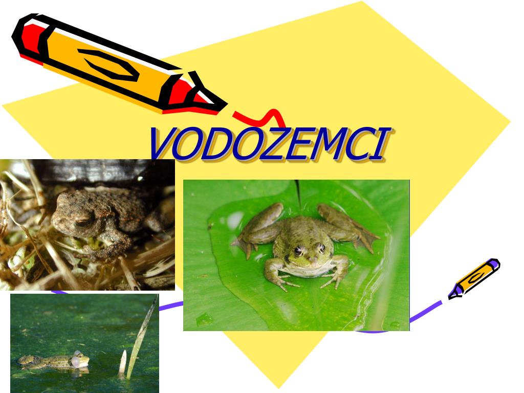 PPT - VODOZEMCI PowerPoint Presentation, free download - ID:6751693