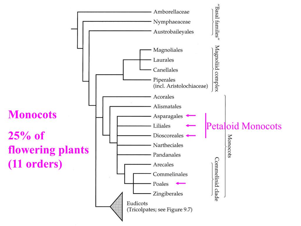 PPT - Petaloid Monocots PowerPoint Presentation, free download - ID:6755954