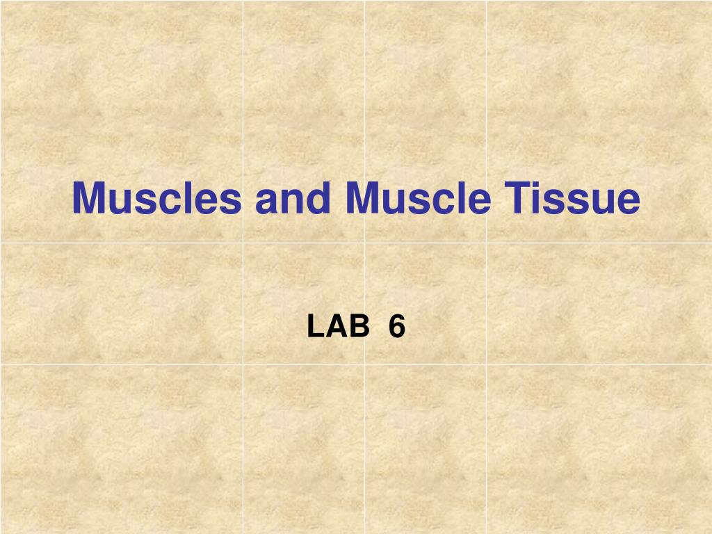PPT - Muscles and Muscle Tissue PowerPoint Presentation, free download ...