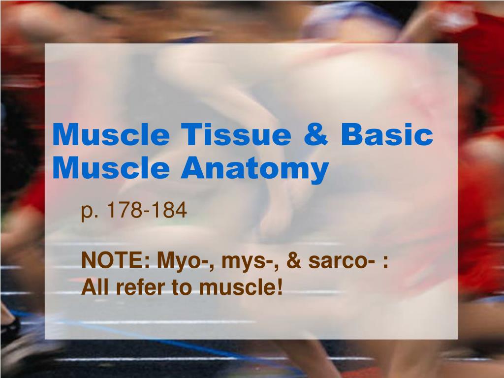 PPT - Muscle Tissue & Basic Muscle Anatomy PowerPoint Presentation - ID ...