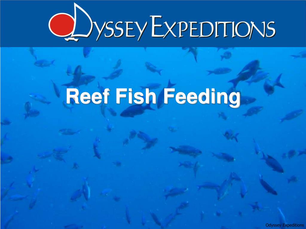 PPT - Reef Fish Feeding PowerPoint Presentation, free download - ID:6761528