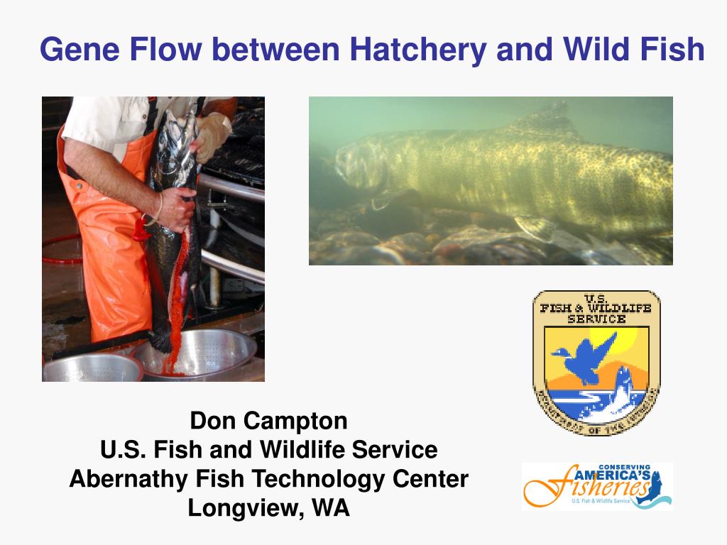 PPT - Gene Flow between Hatchery and Wild Fish PowerPoint Presentation ...