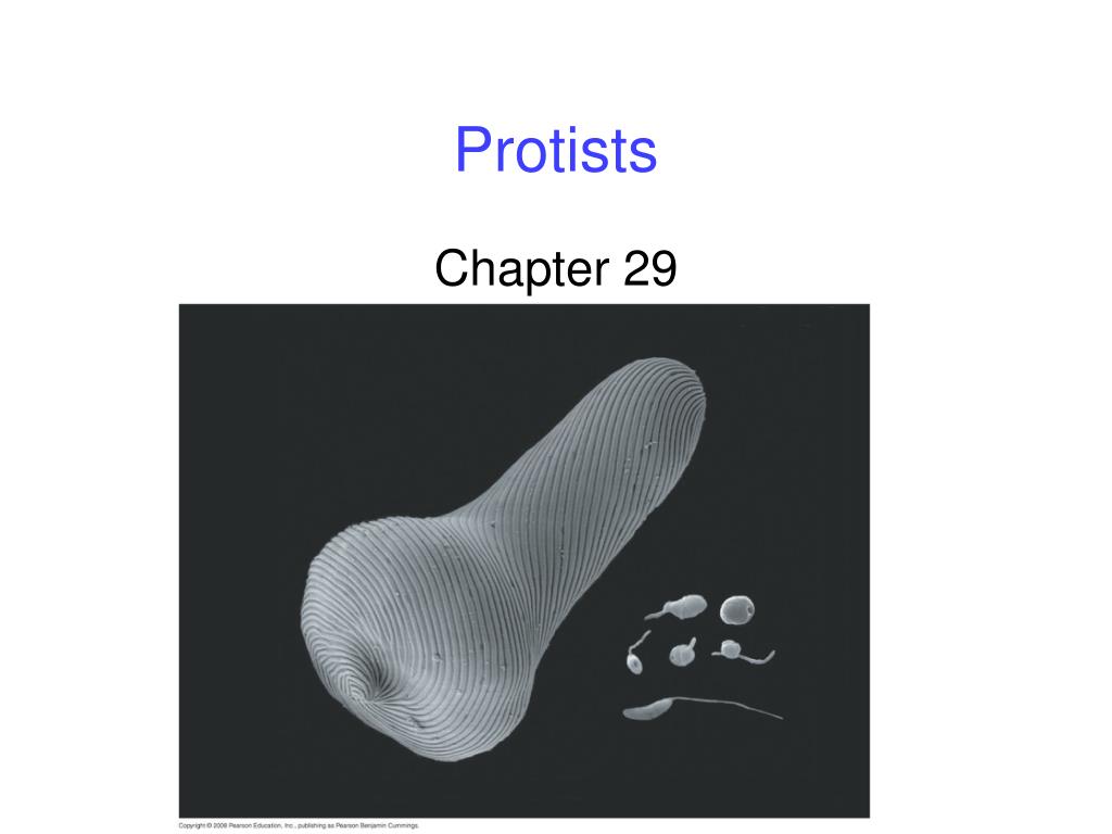 PPT - Protists PowerPoint Presentation, free download - ID:6773757