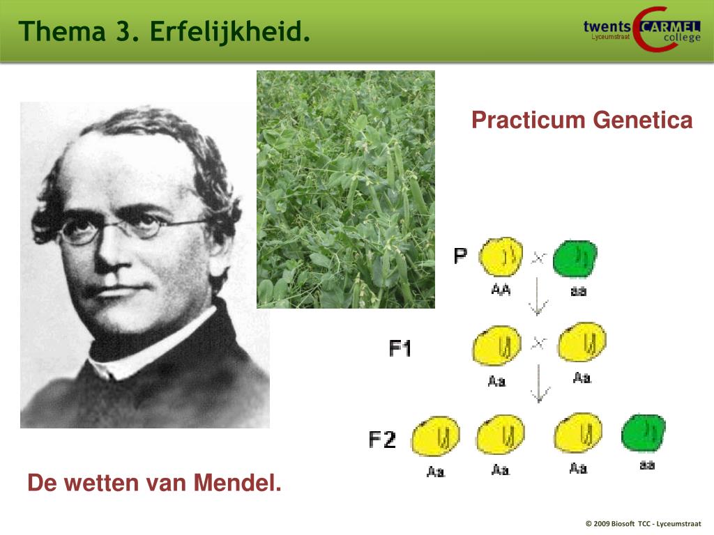 PPT - Thema 3. Erfelijkheid. PowerPoint Presentation, free download ...