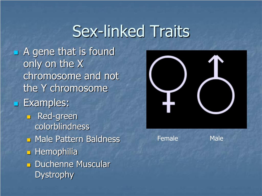 PPT - Sex-linked Traits PowerPoint Presentation, free download - ID:6781635