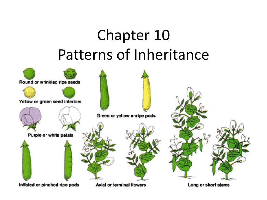 PPT - Chapter 10 Patterns of Inheritance PowerPoint Presentation, free ...