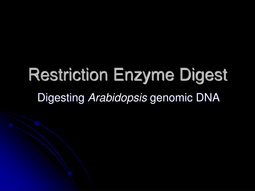 PPT - Restriction Enzyme Digest PowerPoint Presentation, free download ...