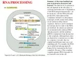 PPT - RNA PROCESSING EUKARYOTES PowerPoint Presentation, free download ...