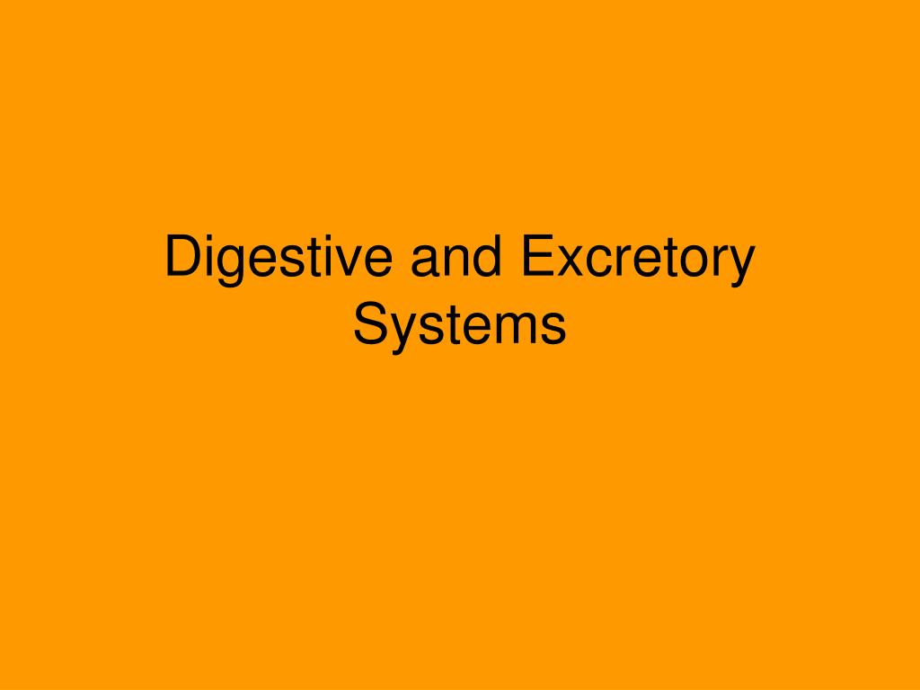 PPT - Digestive and Excretory Systems PowerPoint Presentation, free ...