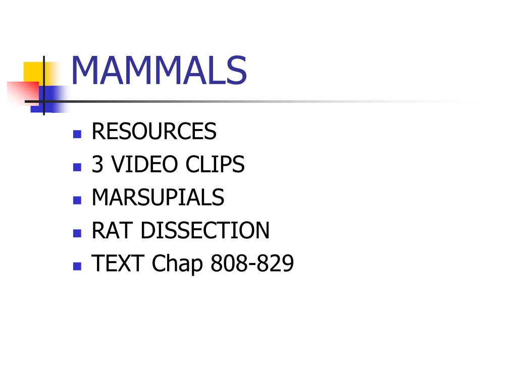 PPT - MAMMALS PowerPoint Presentation, free download - ID:6802945
