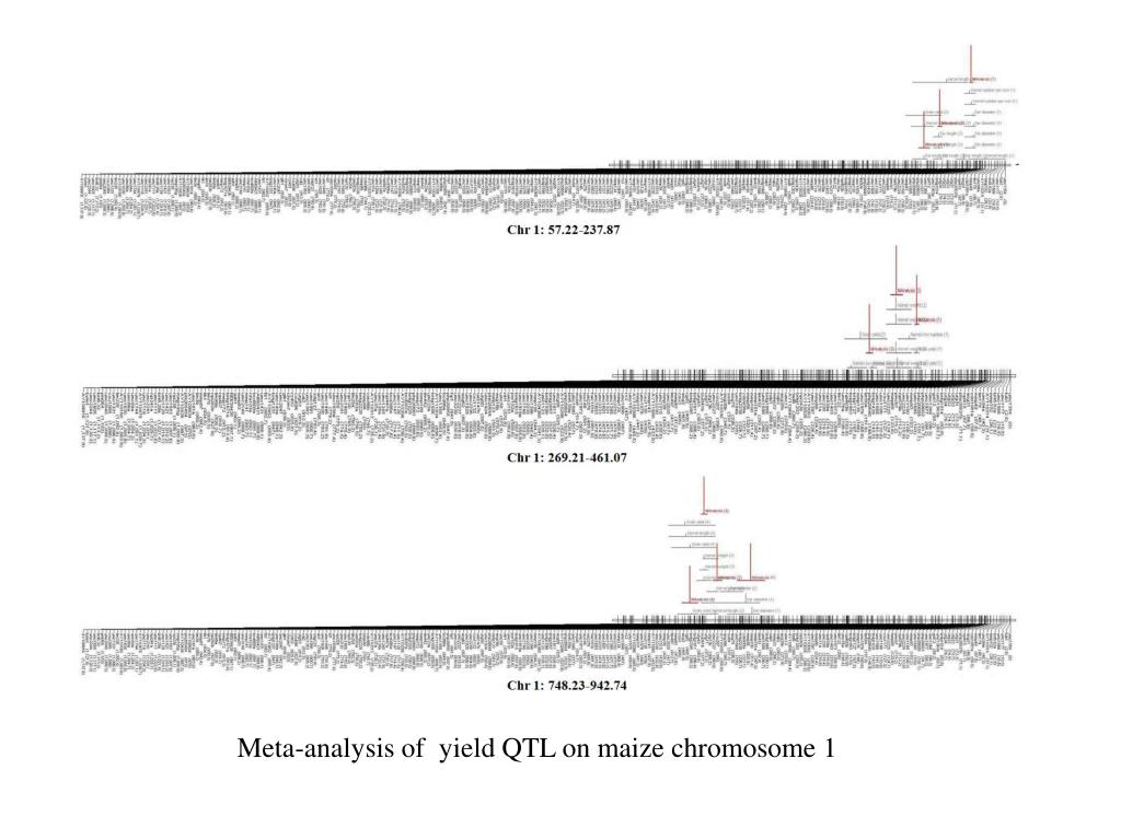 PPT - Meta-analysis of yield QTL on maize chromosome 1 PowerPoint ...