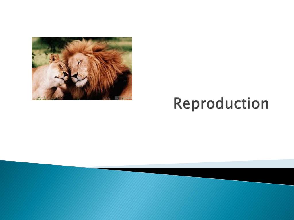 PPT - Reproduction PowerPoint Presentation, free download - ID:6812262