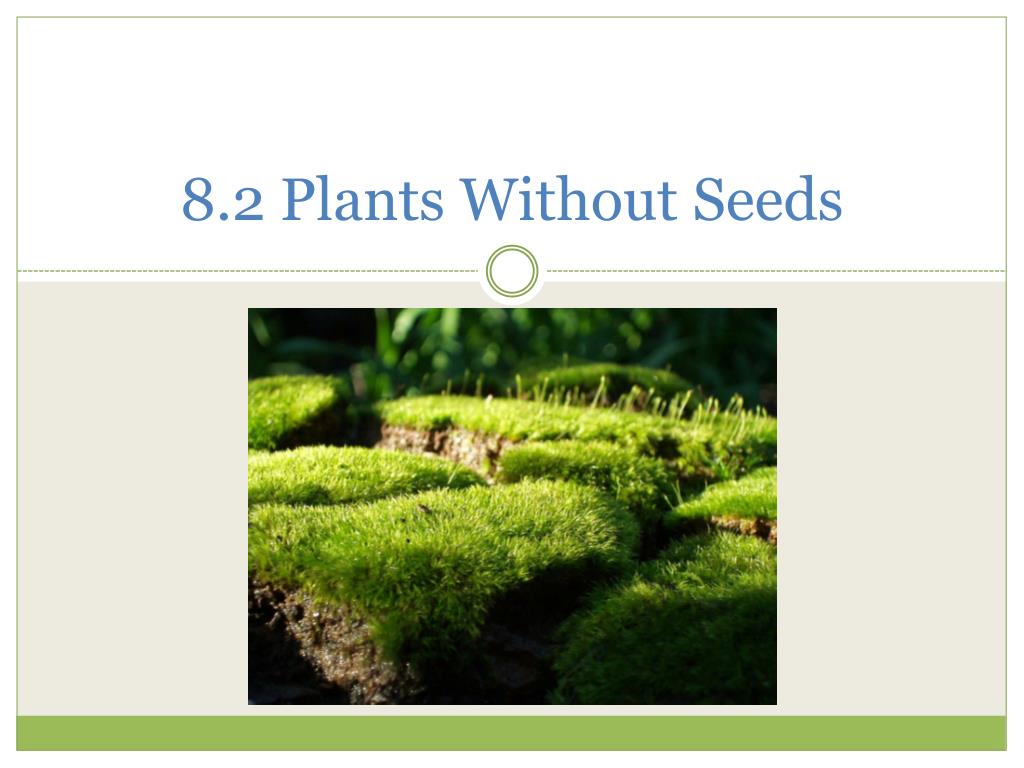 PPT - 8.2 Plants Without Seeds PowerPoint Presentation, free download ...