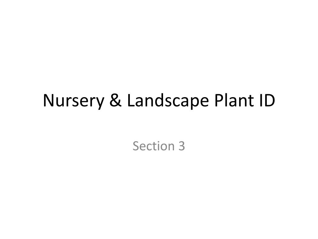 PPT - Nursery & Landscape Plant ID PowerPoint Presentation, free ...