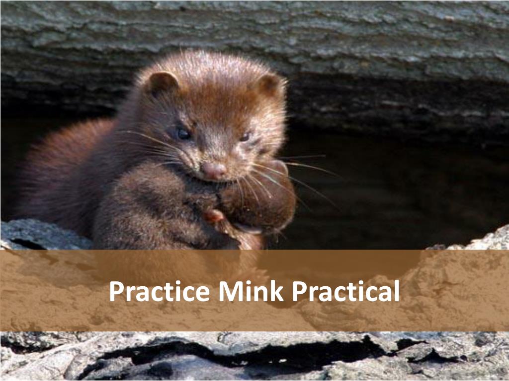 PPT - Practice Mink Practical PowerPoint Presentation, free download ...