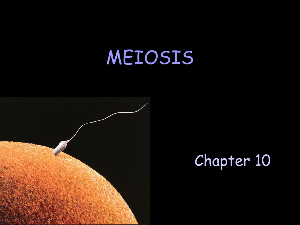 PPT - Exploring Meiosis: The Key to Genetic Diversity PowerPoint ...