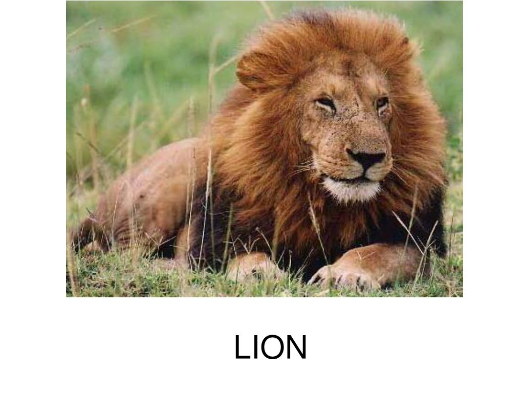 PPT - LION PowerPoint Presentation, free download - ID:6825052