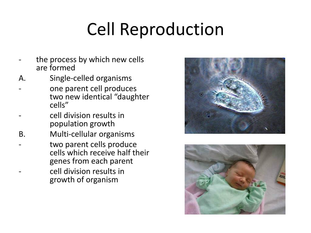 PPT - Cell Reproduction PowerPoint Presentation, free download - ID:6831993