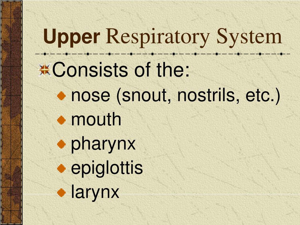 PPT - Upper Respiratory System PowerPoint Presentation, free download ...
