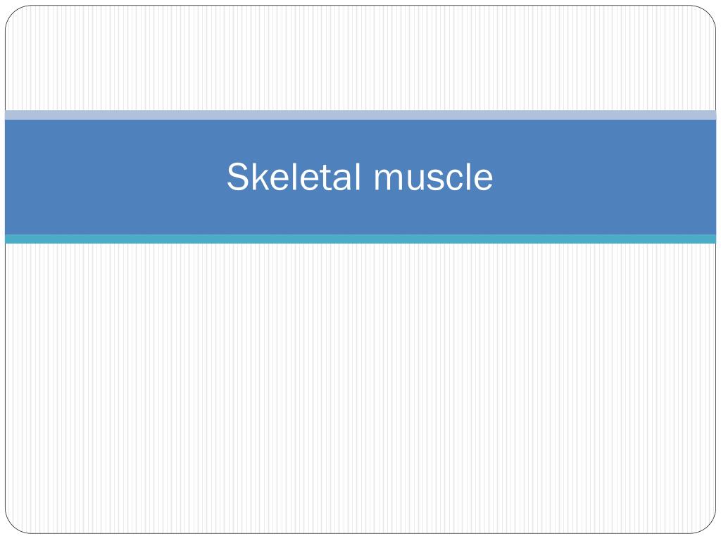 PPT - Skeletal muscle PowerPoint Presentation, free download - ID:6833526