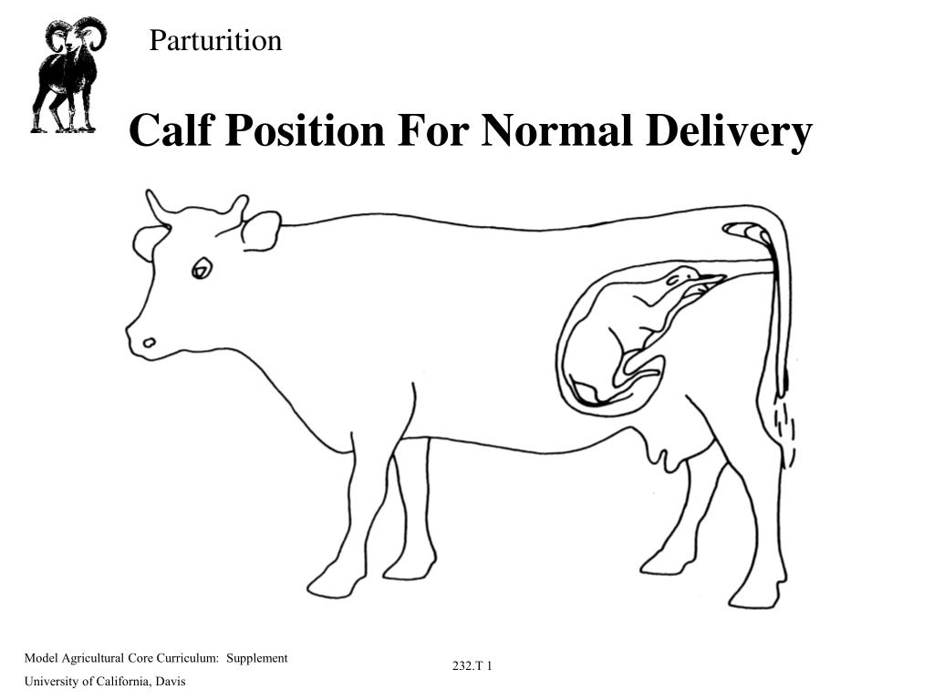 PPT - Calf Position For Normal Delivery PowerPoint Presentation, free ...