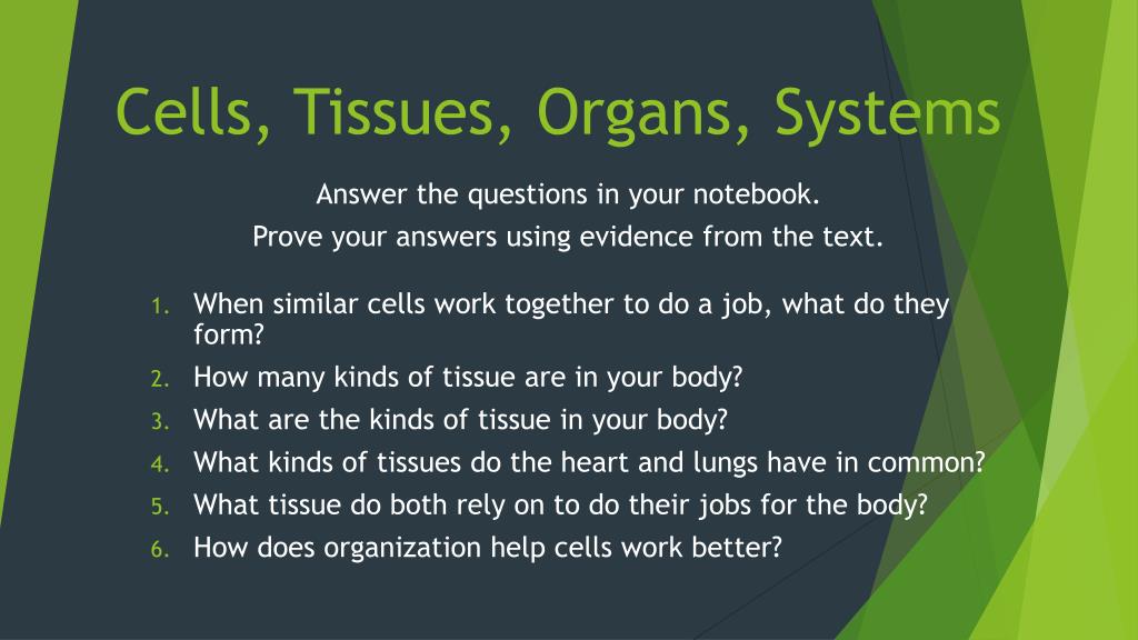 PPT - Cells, Tissues, Organs, Systems PowerPoint Presentation, free ...