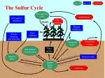 PPT - The Sulfur Cycle PowerPoint Presentation, free download - ID:2568871